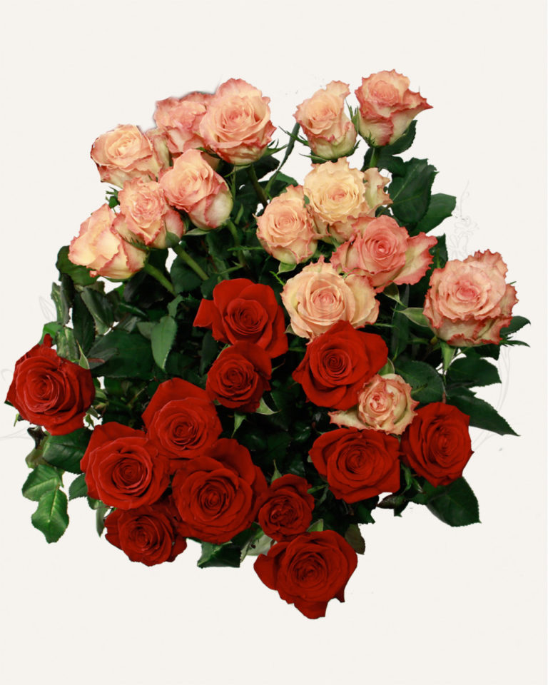 30cm roosid Archives - Päevavilge